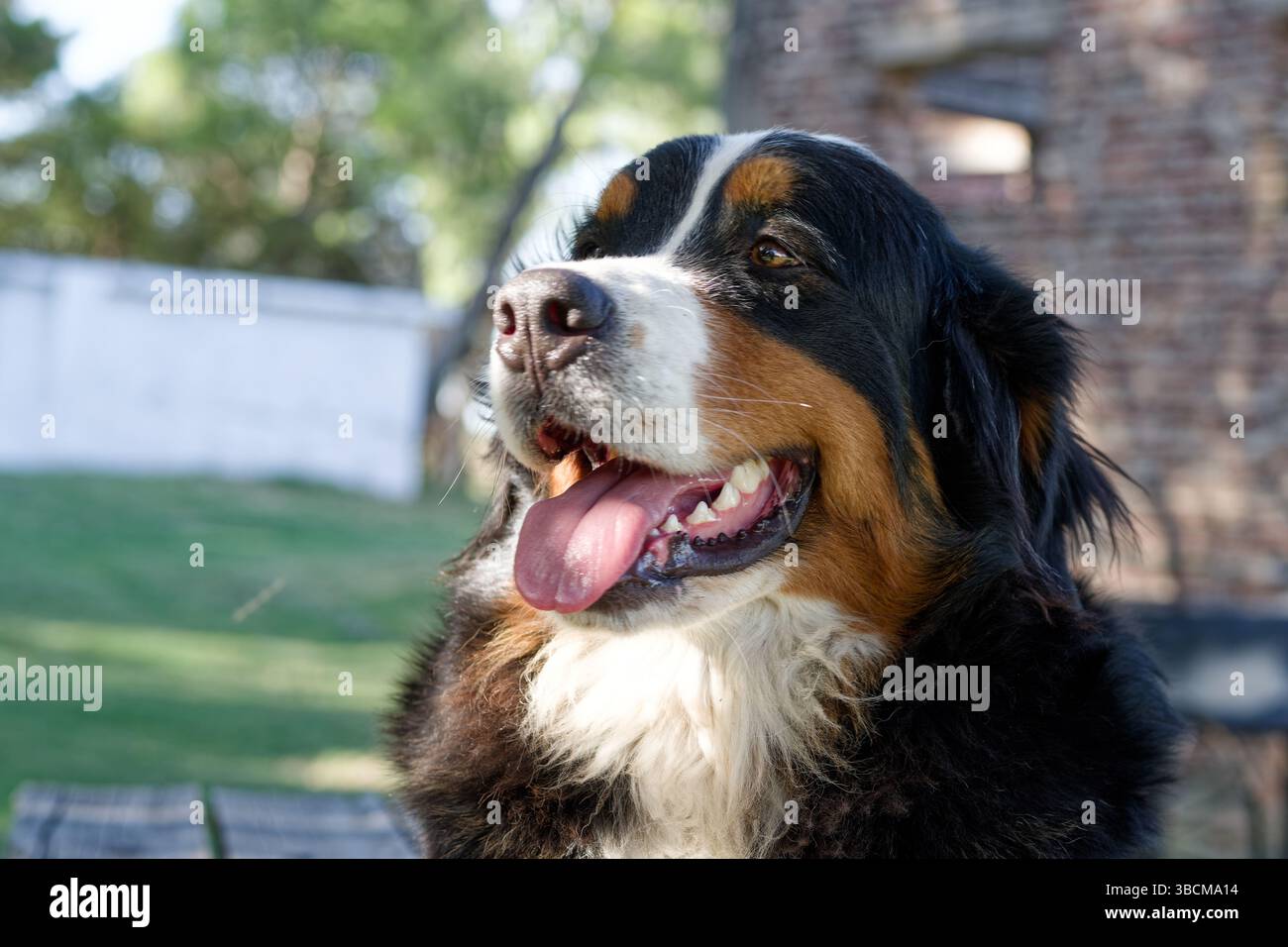 Female bernese mountain dog hi-res stock photography and images - Alamy