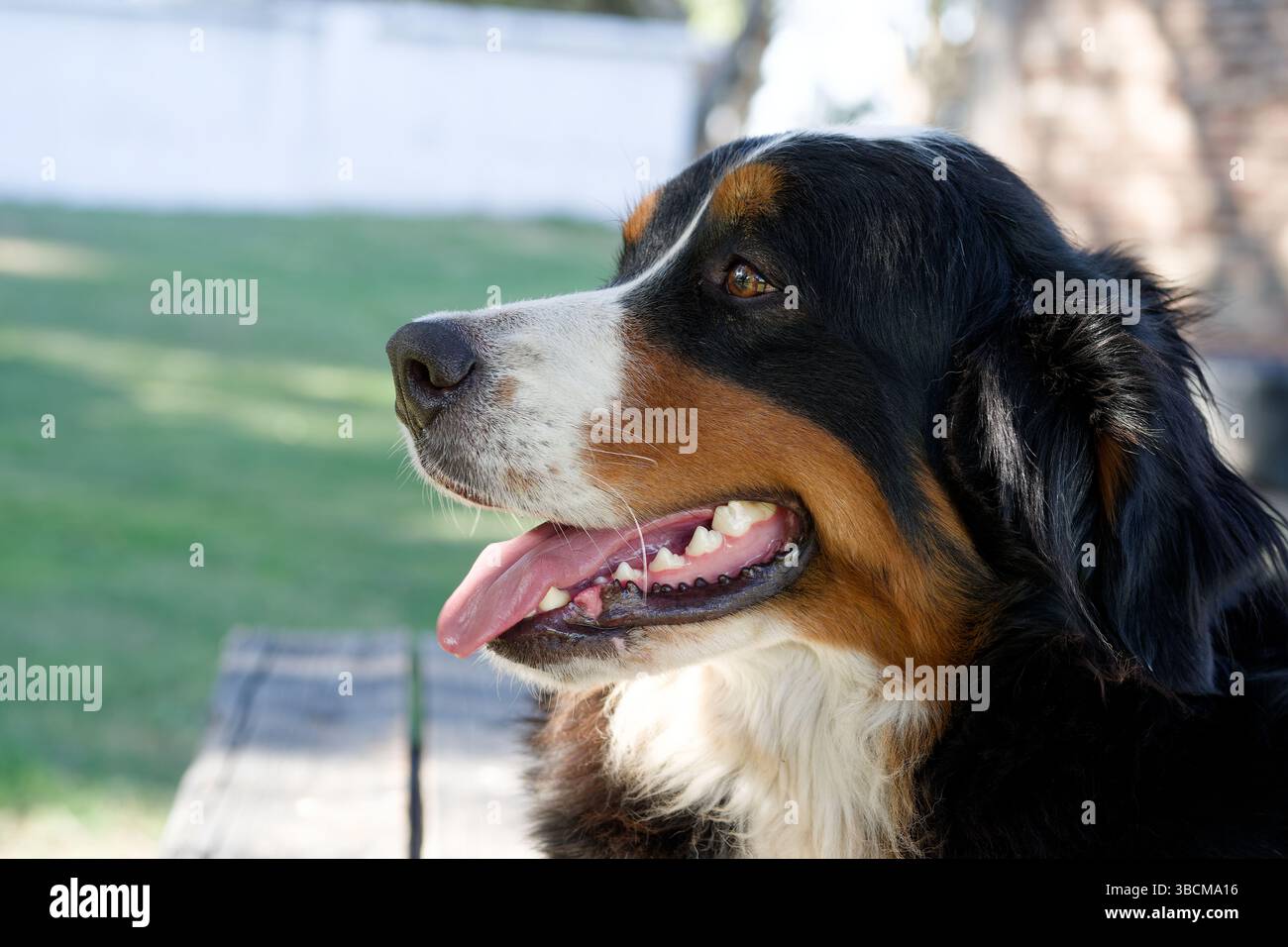 Bernese Mountain Dog face. Side view Stock Photo - Alamy