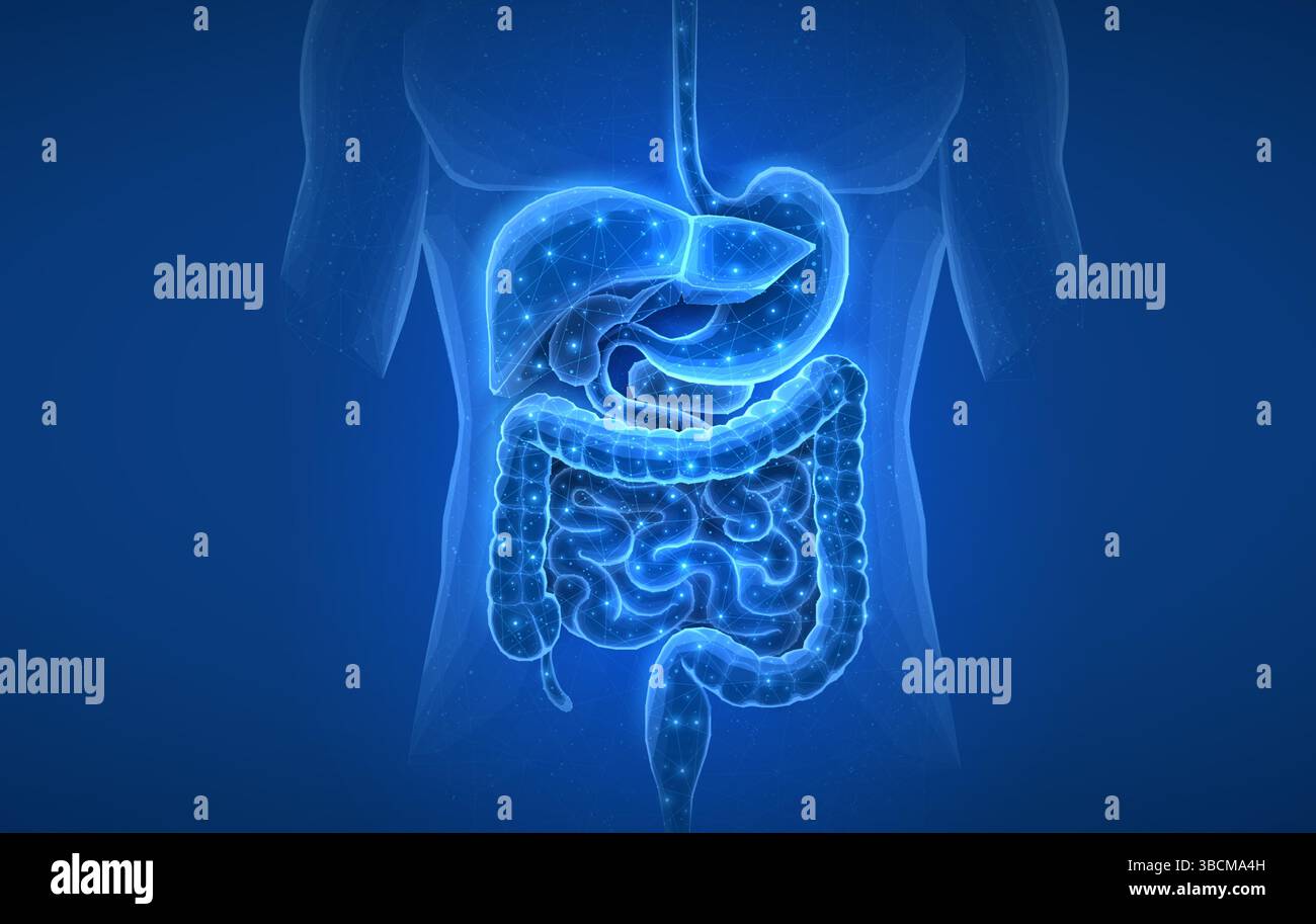 Abstract wireframe intestinal human digestive system. Gut health, bowel ...