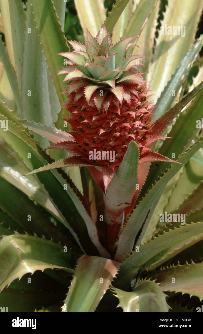 Pineappe fruit, pineapple, fruit (fruit) (pineapple family ...