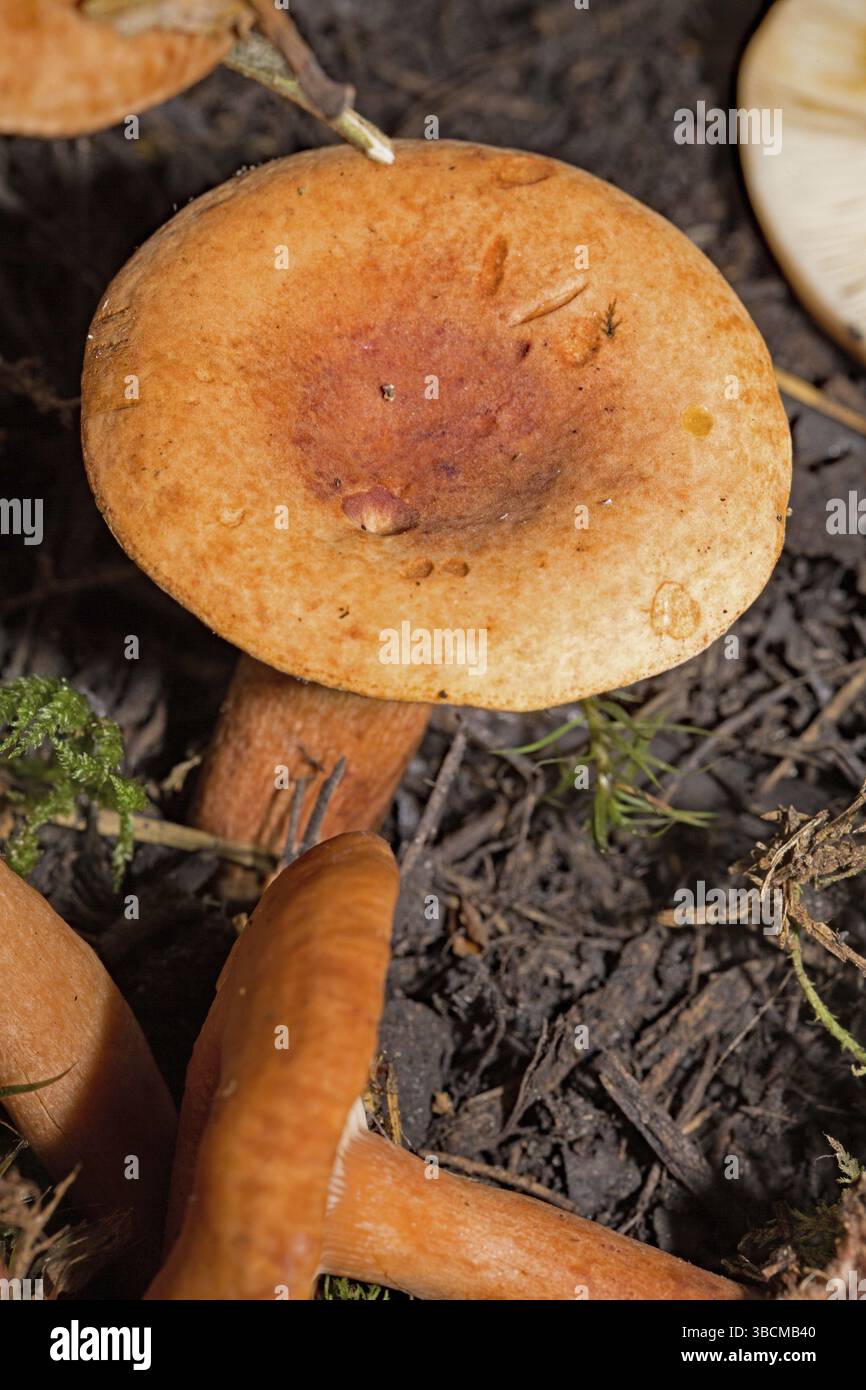Birch milkcap (Lactarius tabidus Stock Photo - Alamy