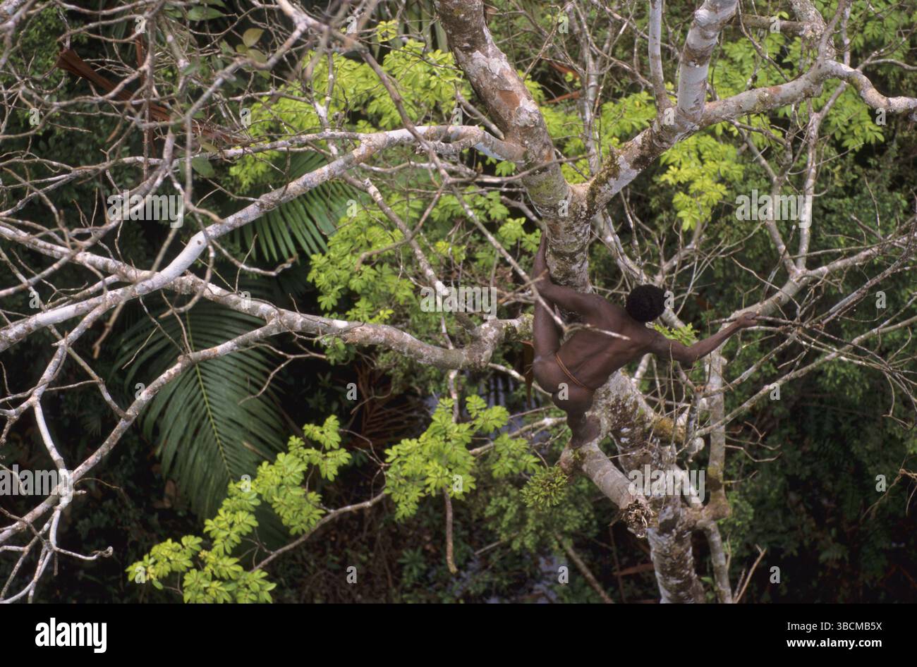 Man from Korowai people climbing in tree, West Papua, West New Guinea ...