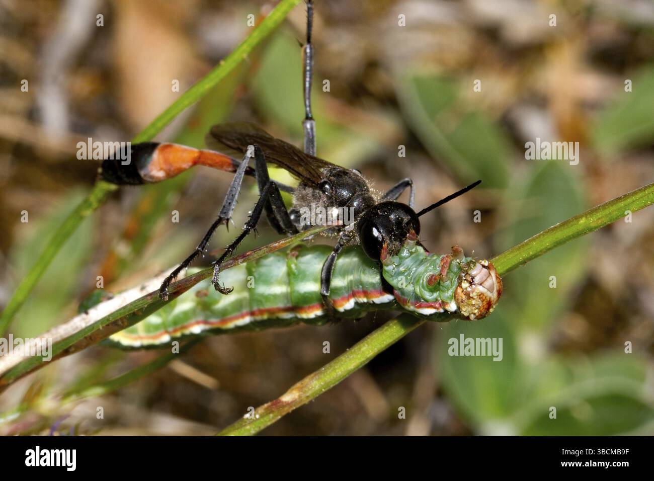 Red-banded sand wasp (Ammophila sabulosa Stock Photo - Alamy