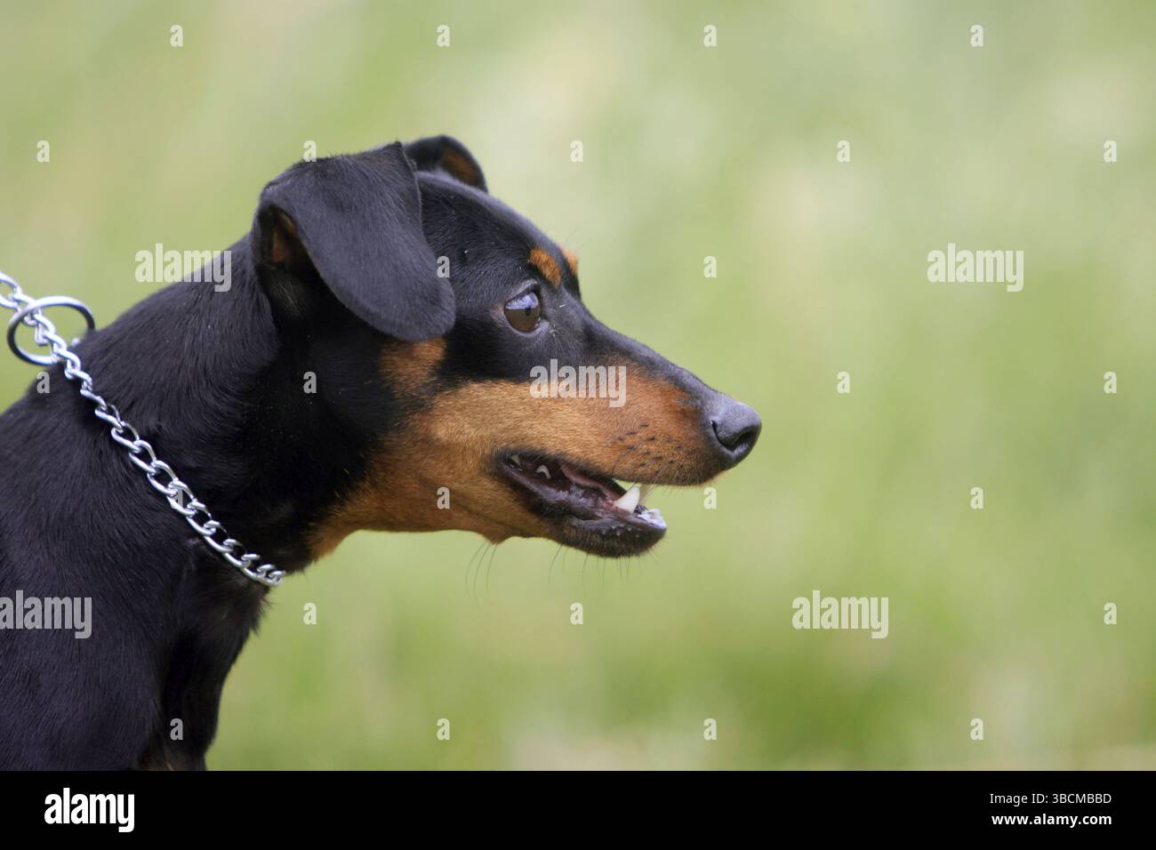 Dwarf pinschers, black-red, female, pinschers, roe deer pinschers ...