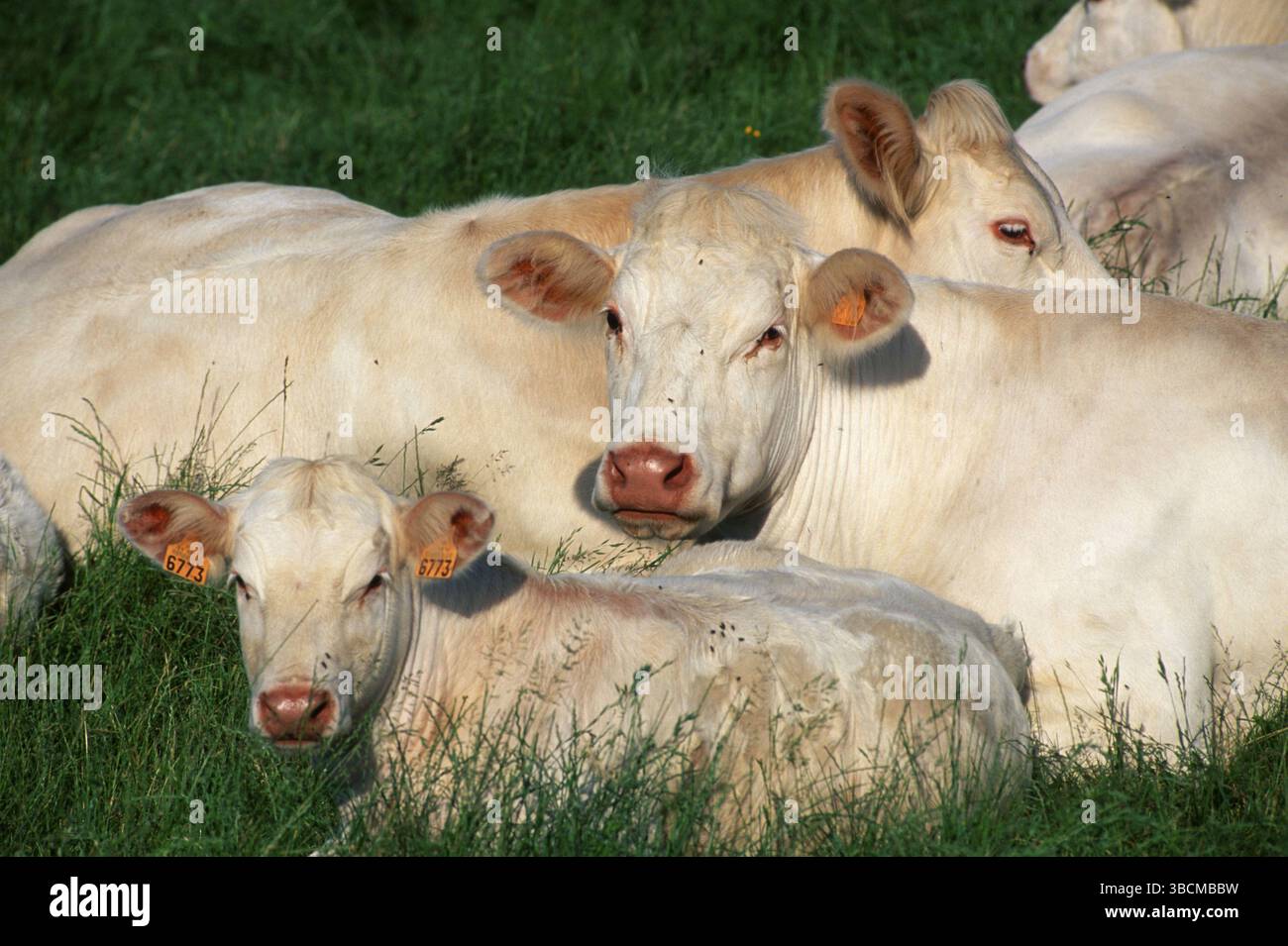 Charolais cattle, Burgundy, France, Charolais cattle, Burgundy, France ...