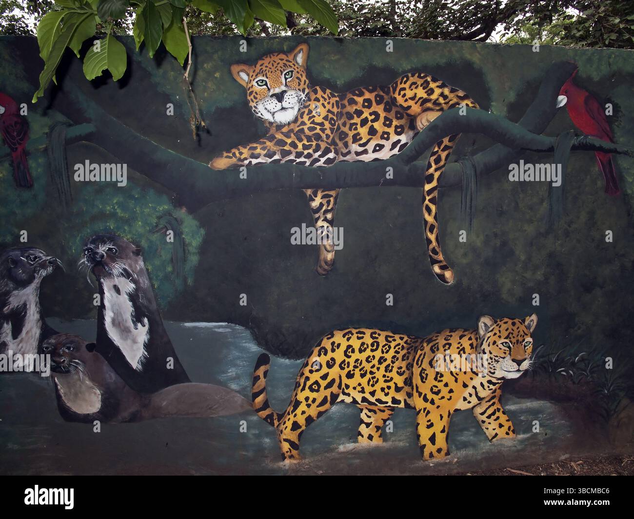 Drawings of the animals of Venezuela, drawing, Bararida Zoo and ...