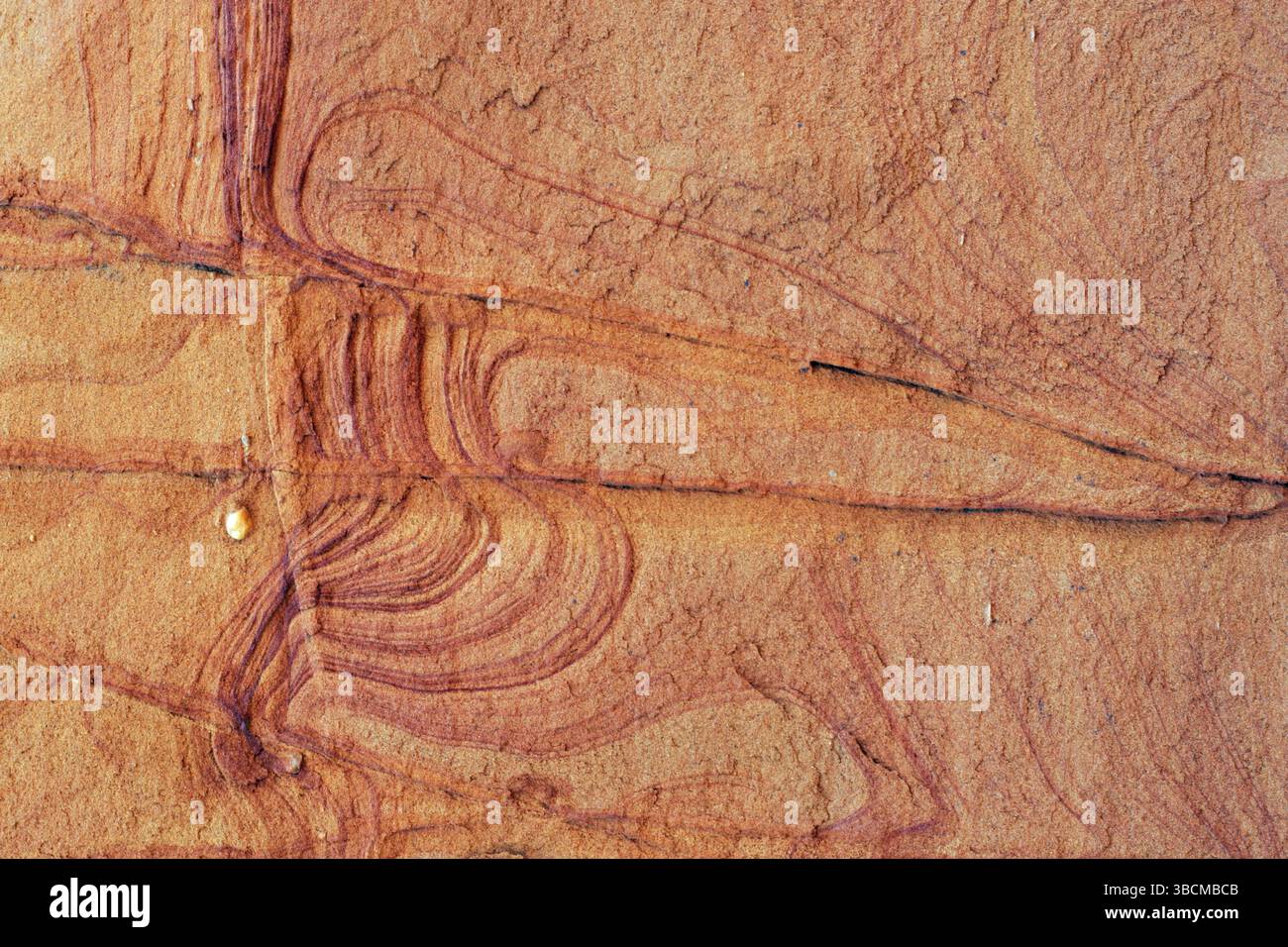 Brown Iron structures in limonite sandstone, Morsum Cliff, Sylt ...