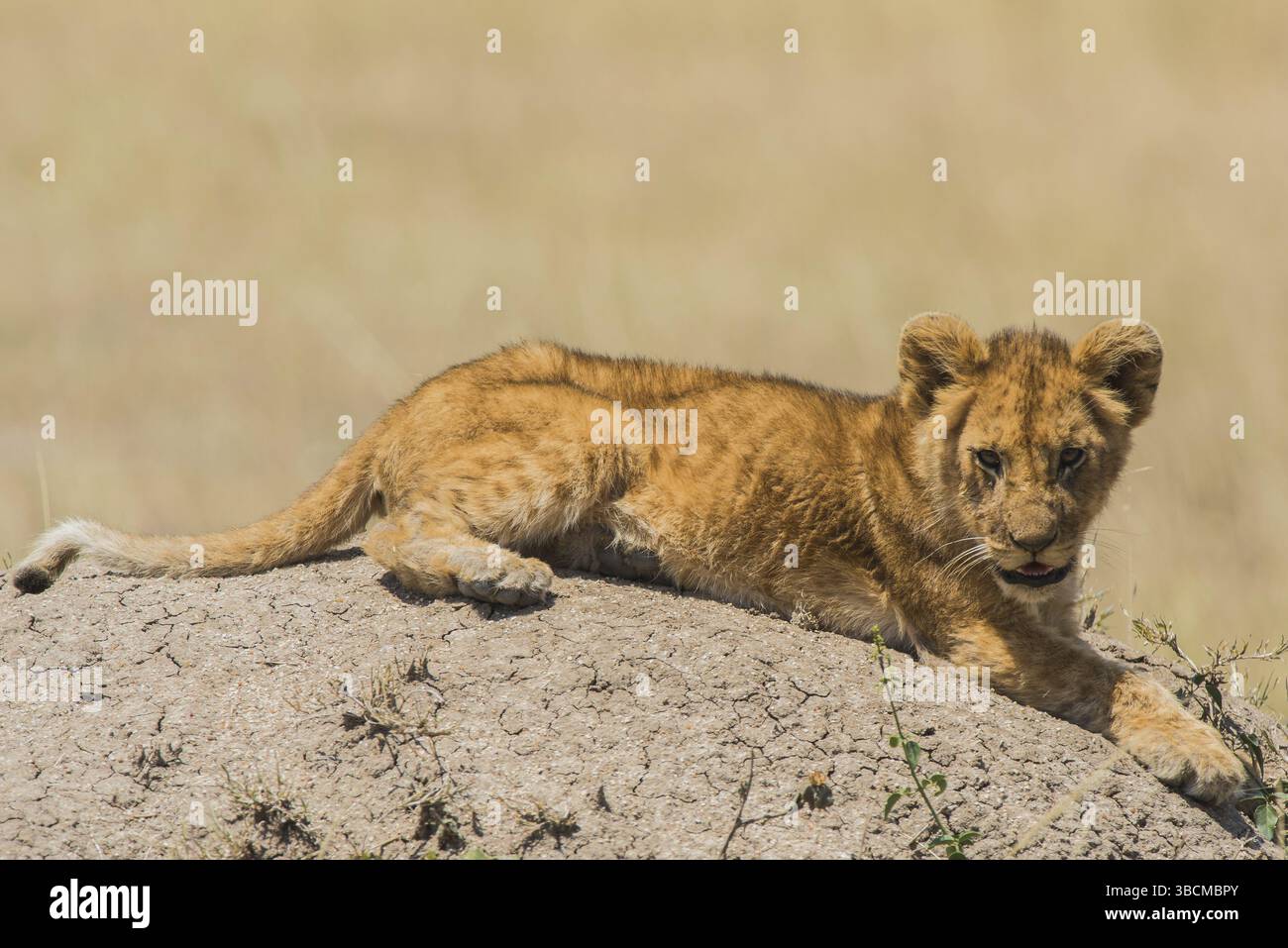Adult, africa, african, animal, background, big, carnivore, cat ...