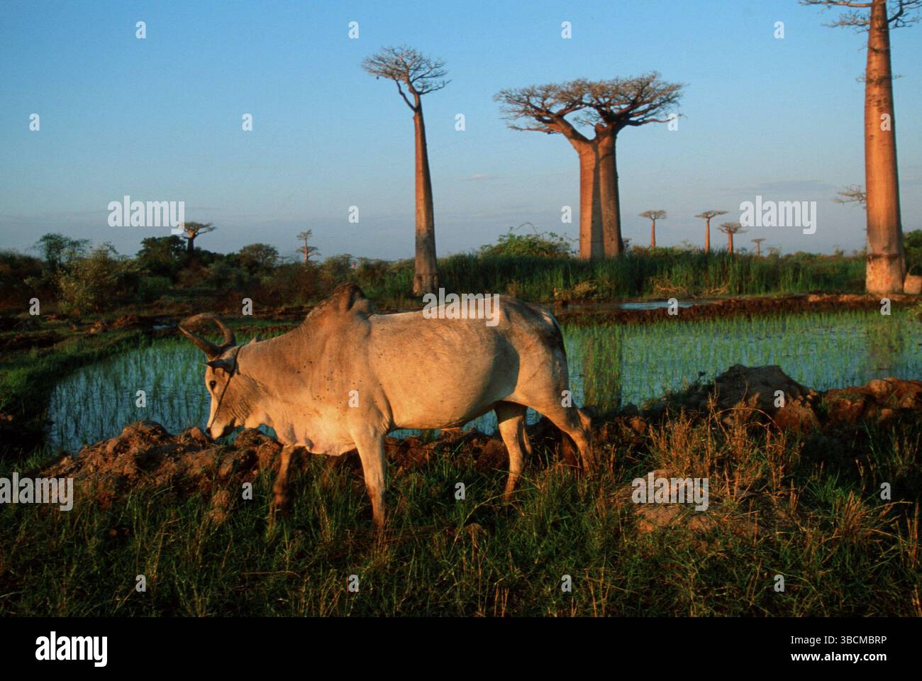 Cebu cattle in front of a rice field, Morondawa, Madagascar, page ...