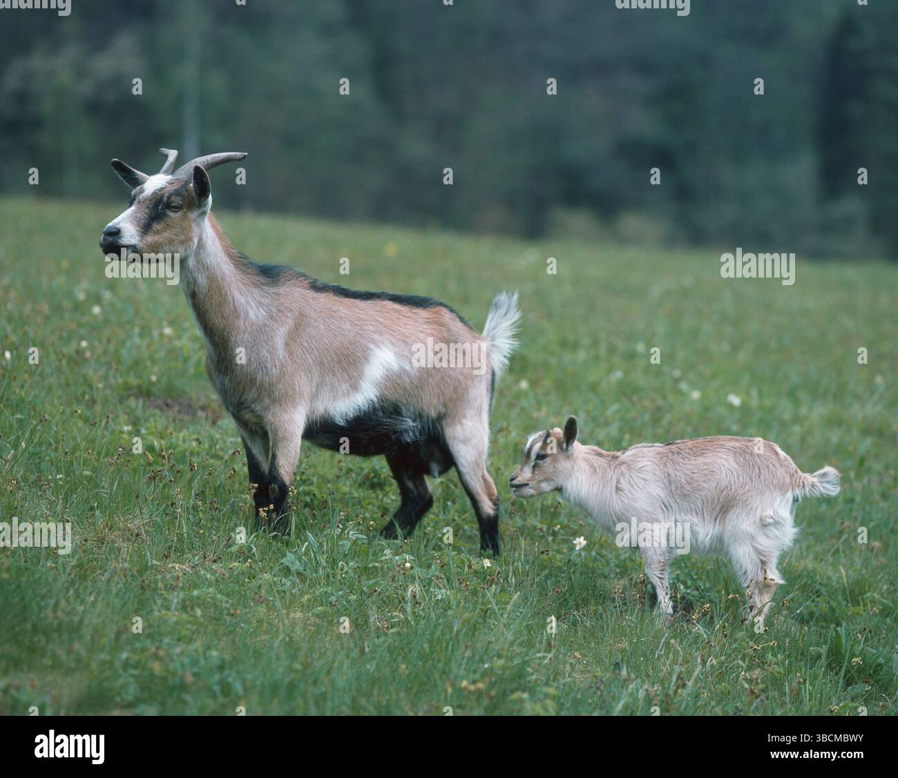 Pygmy Goat with kid, Pygmy goat with fawn, Goat, Goats Stock Photo - Alamy