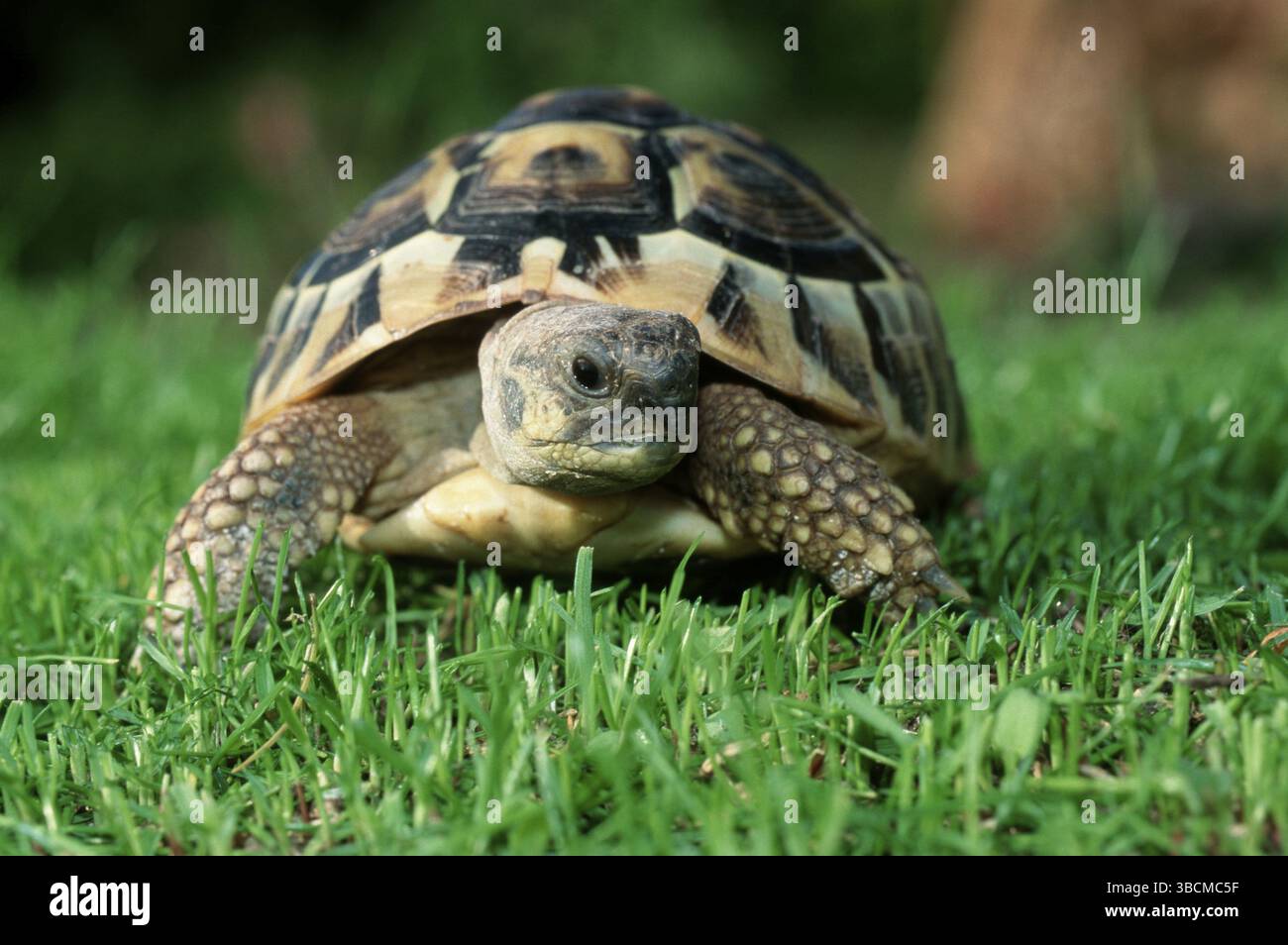 Hermann's tortoise (Testudo hermanni Stock Photo - Alamy