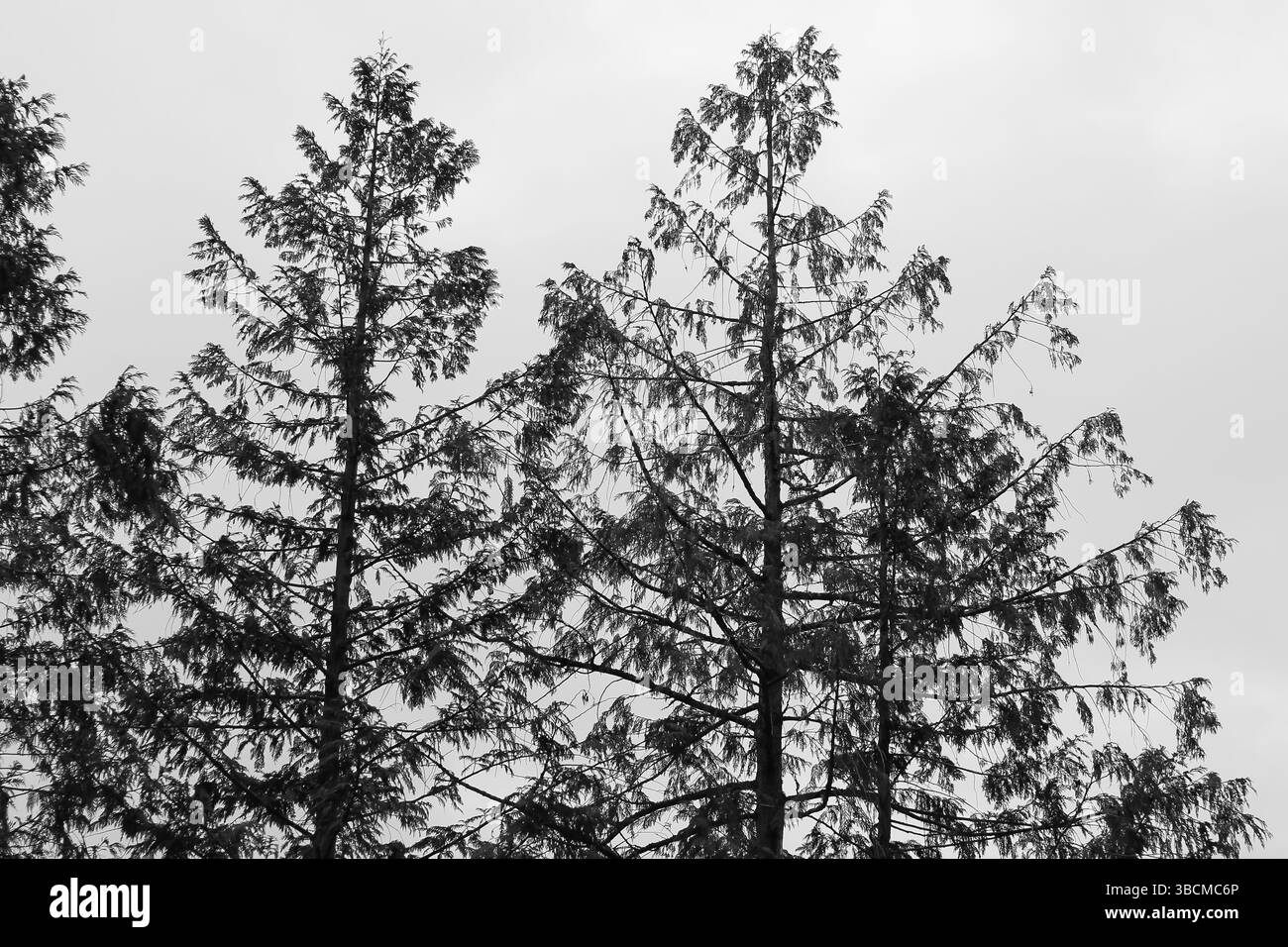 Branch cedar coniferous tree Black and White Stock Photos & Images - Alamy