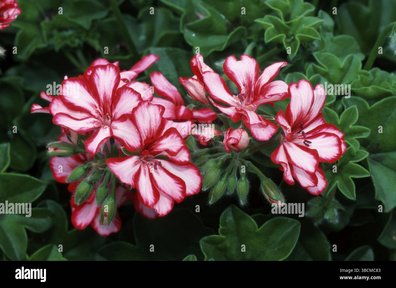 (Pelargonium pelatum), Suspended Geranium 'Silver Cascade Pink ...