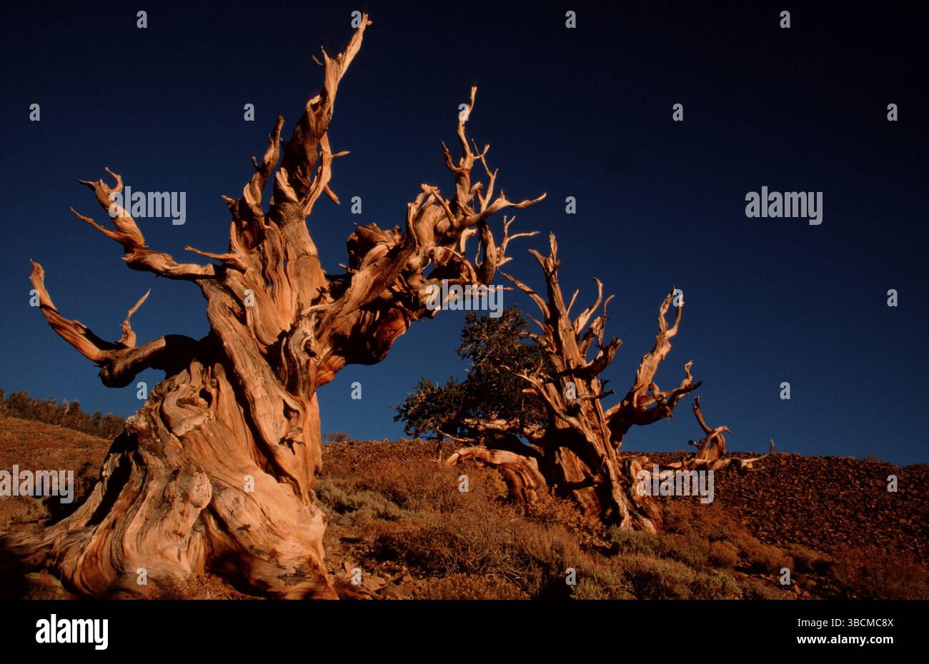 Bristlecone Pines, White Mountains, California, Great Basin bristlecone ...