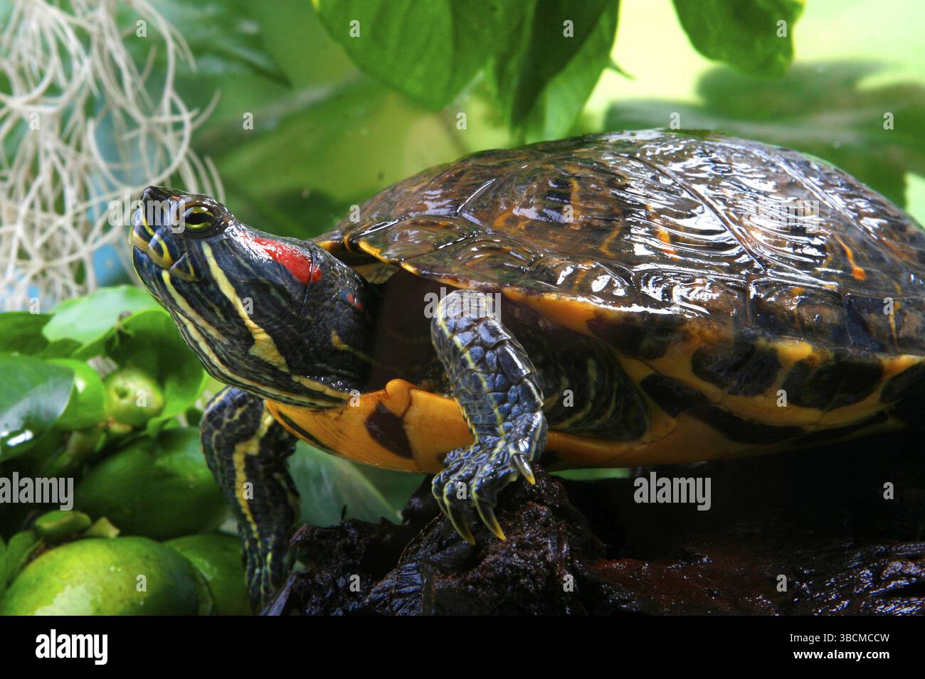 Red-eared Turtle (Trachemys scripta elegans) (Pseudemys scripta elegans ...