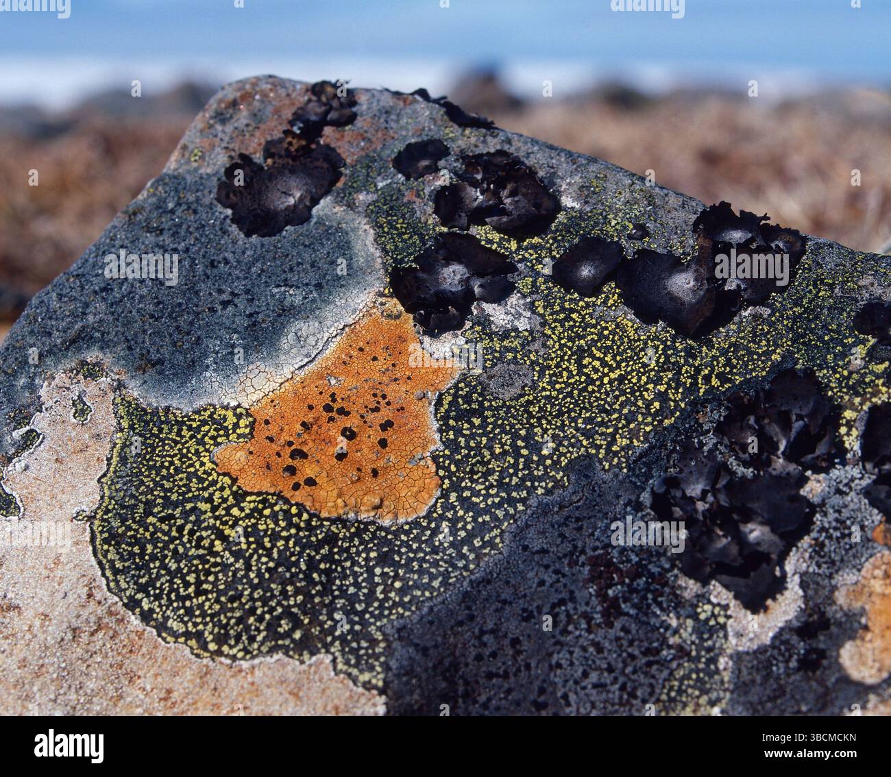 Algas and on rock (Xanthoria), Algae and lichens (lichen) on rock ...