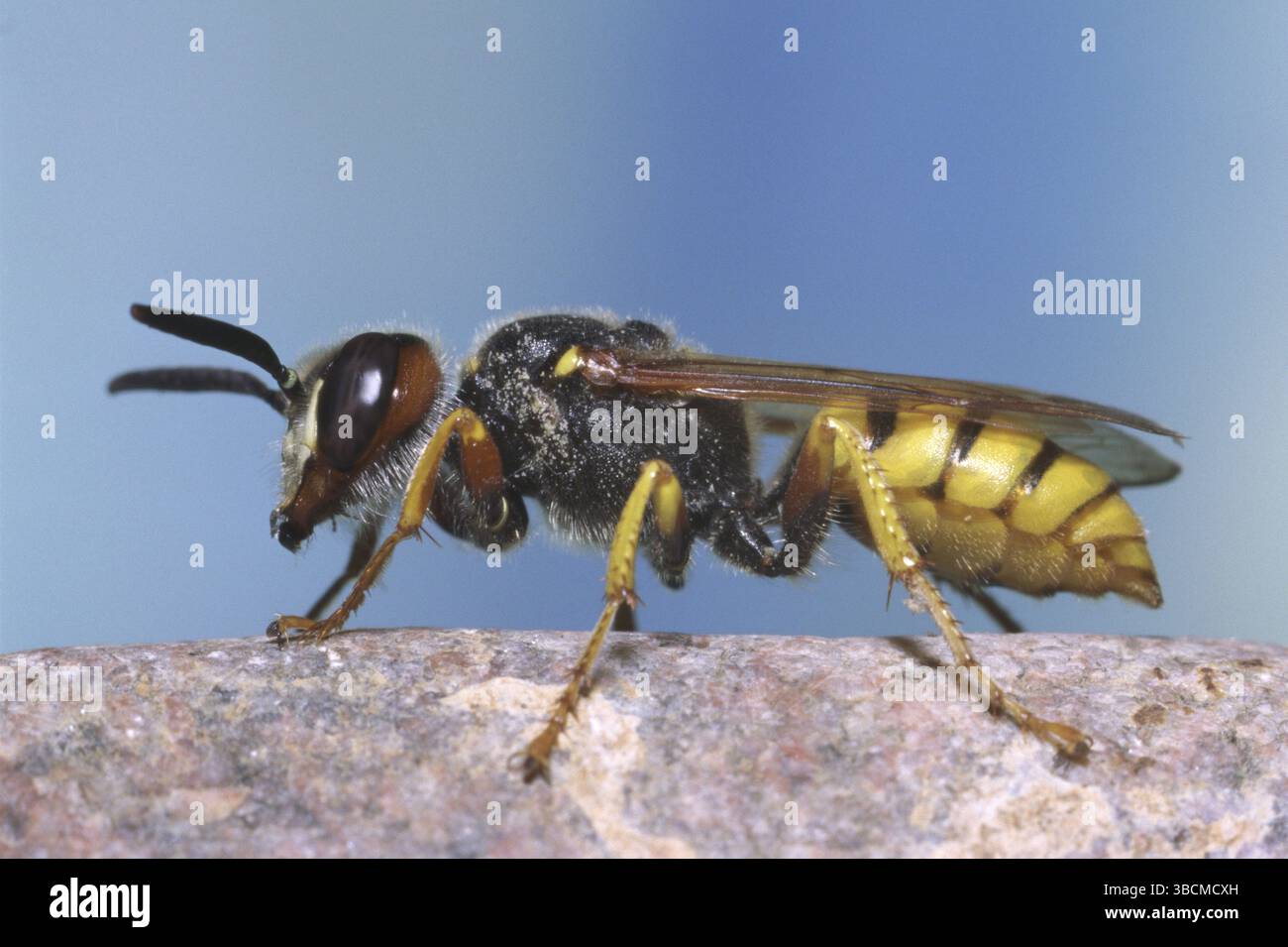 European bee wolf (Philanthus triangulum), lateral view Stock Photo - Alamy