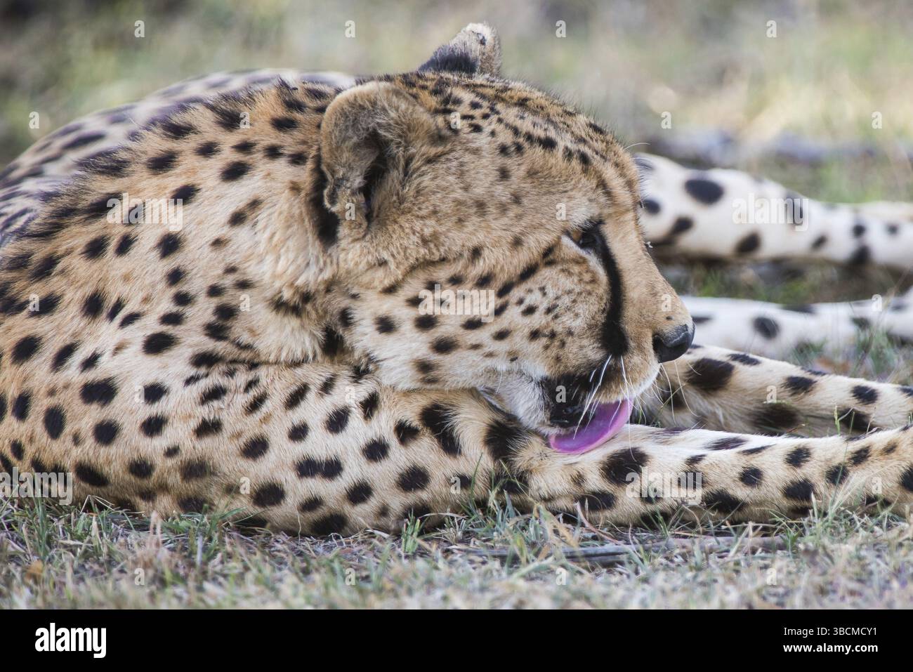 Abstract, active, activity, africa, african, animal, arid, background, behavior, behaviour, book ...