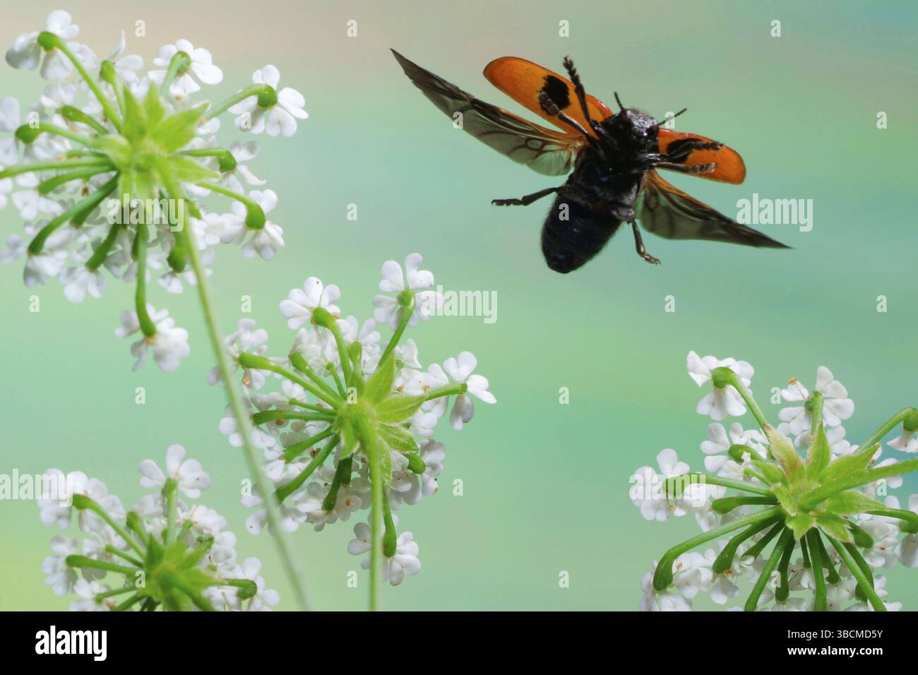 Ant sack beetle, ant leaf beetle (Clytra laeviuscula), ant sack beetle ...