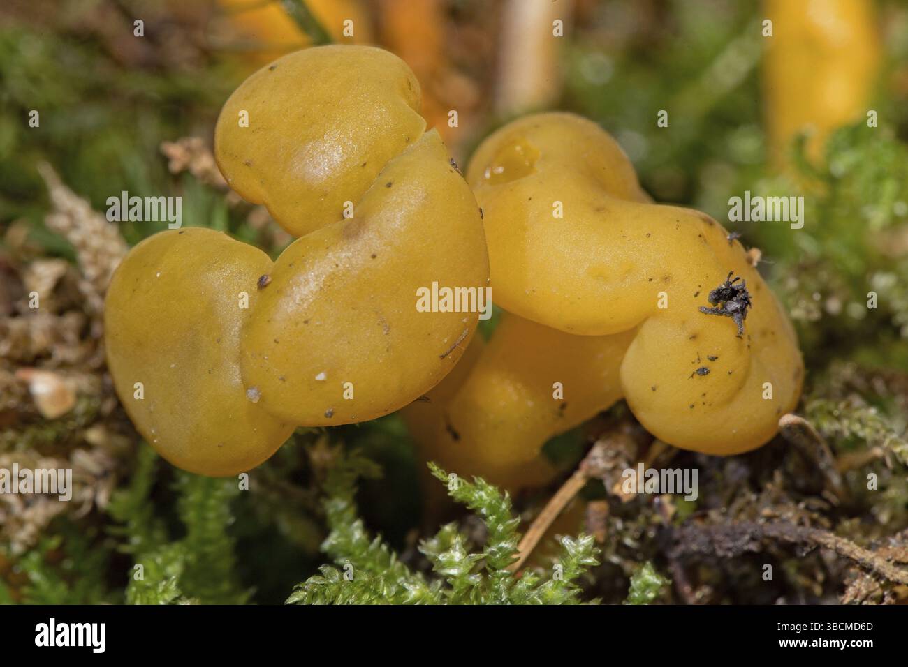 Jelly baby (Leotia lubrica Stock Photo - Alamy