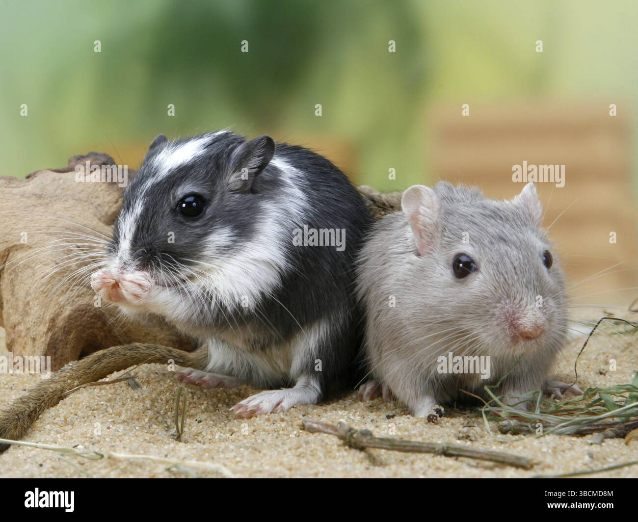 Mongolian gerbils (Meriones unguiculatus), platinum and black and white ...