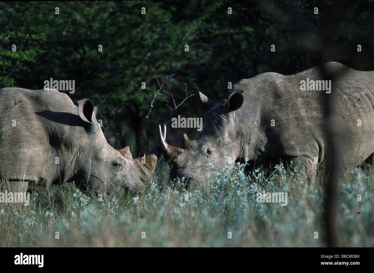 White (Ceratotherium simum) Rhinocerosses, Hluhluwe Game Reserve, South ...