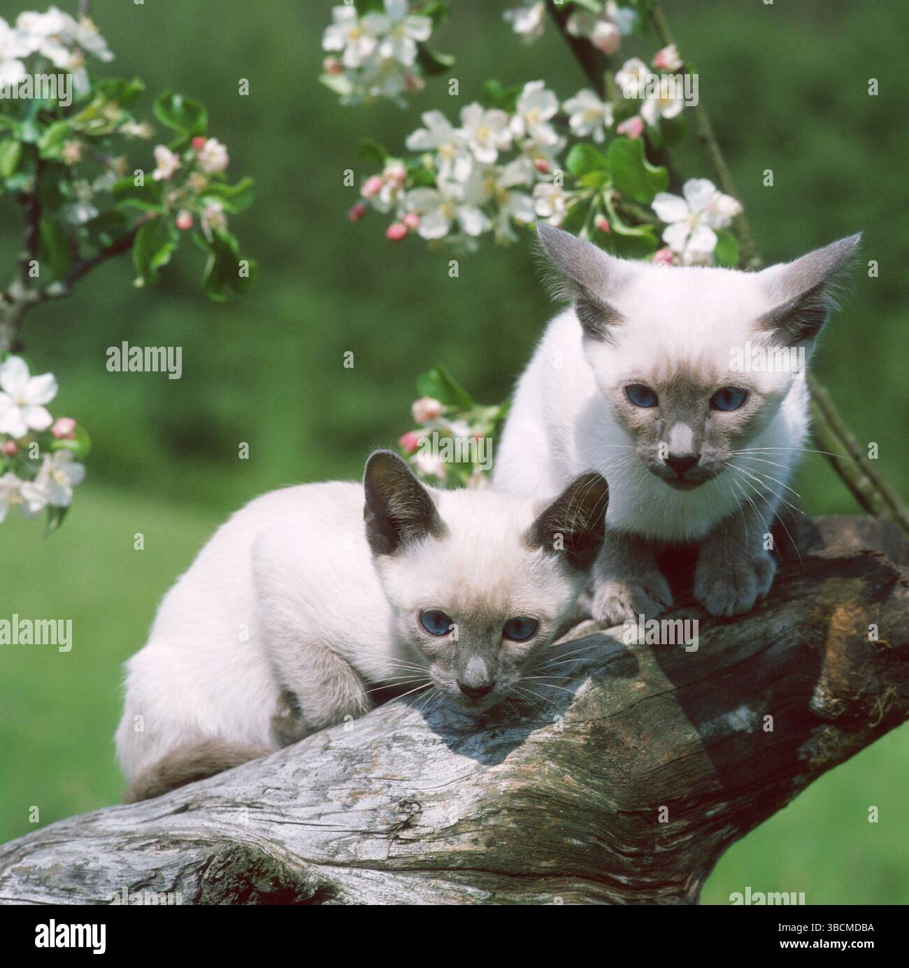Two young siamese kittens hi-res stock photography and images - Alamy