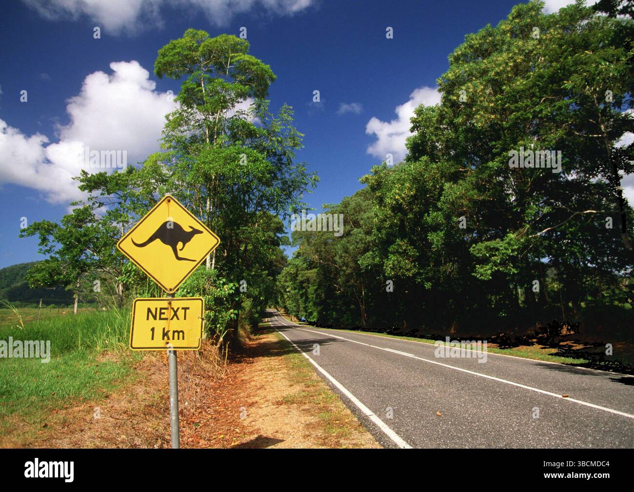 Road sign 'Kangaroos crossing', landscape format, horizontal, road ...