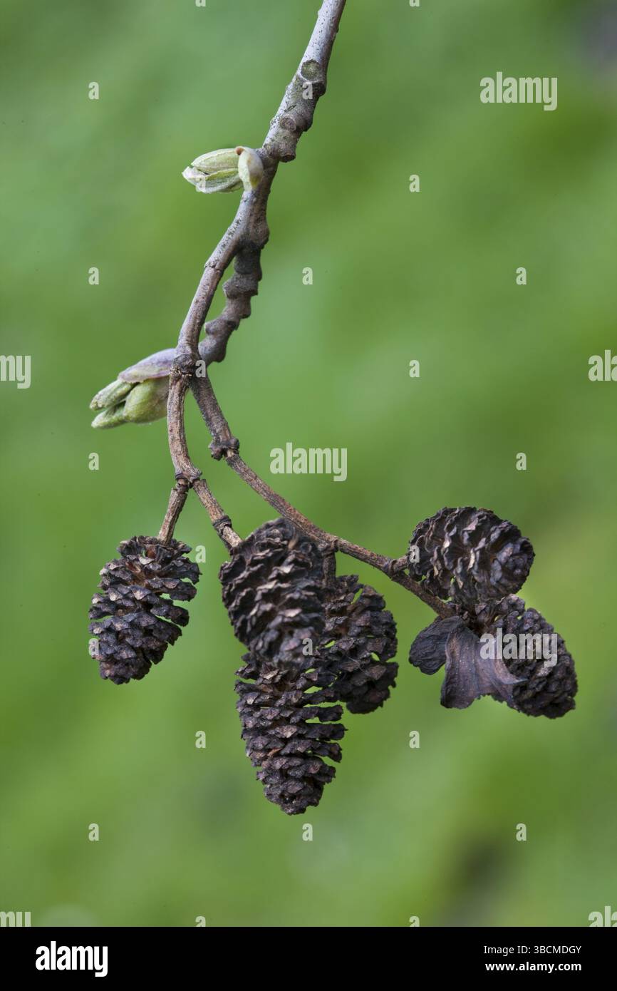 Black alder (Alnus glutinosa), cone, red alder, Belgium, Europe Stock ...