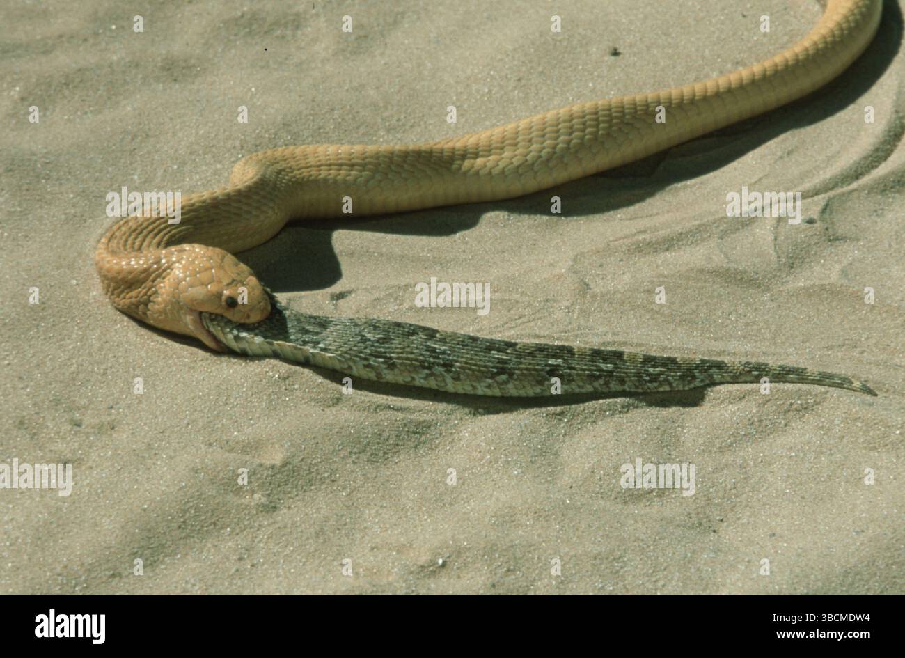 Cape Cobra (Naja nivea) eating other snake, Kalahari, South Cape cobra ...