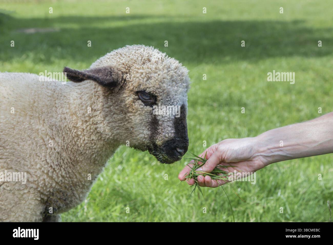 Female hand feeding grass to young sheep or lamb in meadow Stock Photo ...