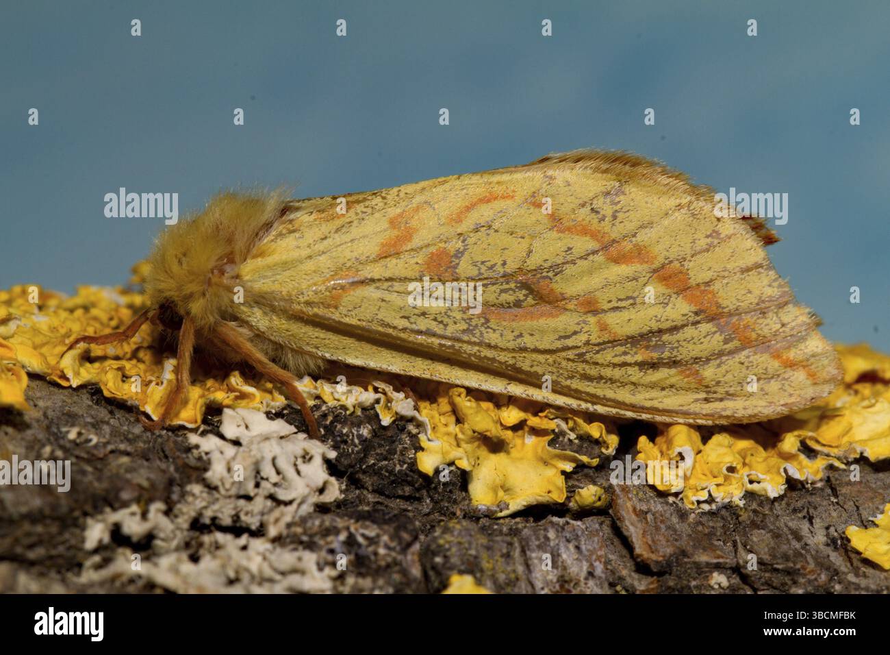 Common ghost moth hi-res stock photography and images - Alamy
