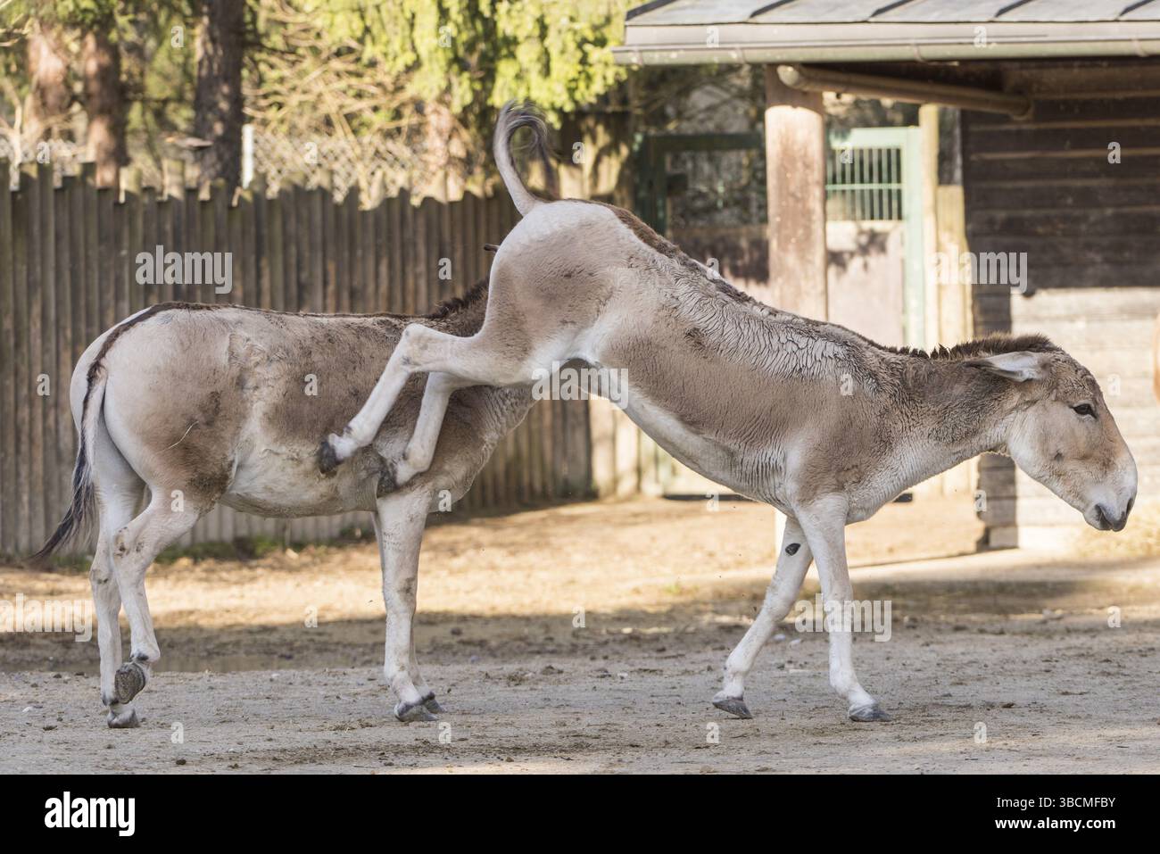 Acacia, adaptation, animal, asian, ass, bar, biblical, billy, cloud ...