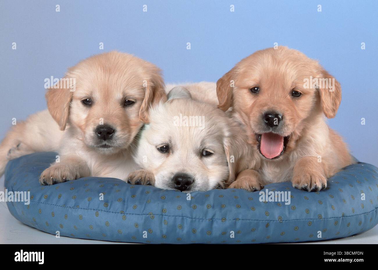 Golden Retriever puppies, Golden Retriever puppies, mammals, animals ...