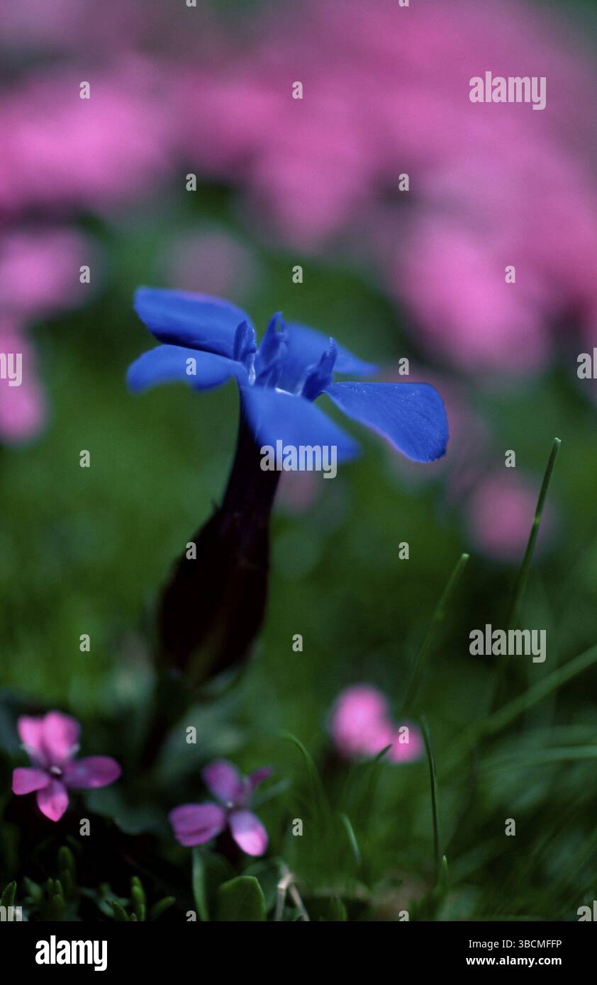 Spring Gentian (Gentiana verna), Switzerland, Europe Stock Photo - Alamy