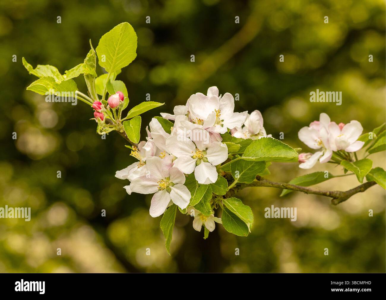 English apple blossom Stock Photo - Alamy