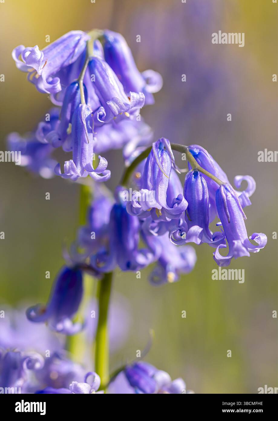 Perfect awakening hi-res stock photography and images - Alamy