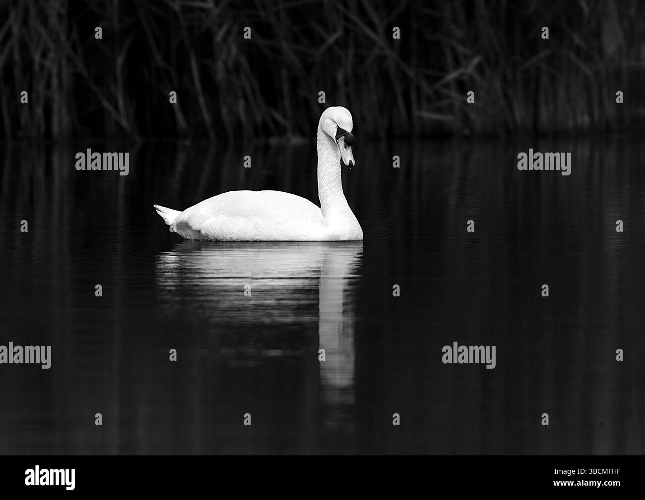 Peaceful lake symmetry Black and White Stock Photos & Images - Alamy