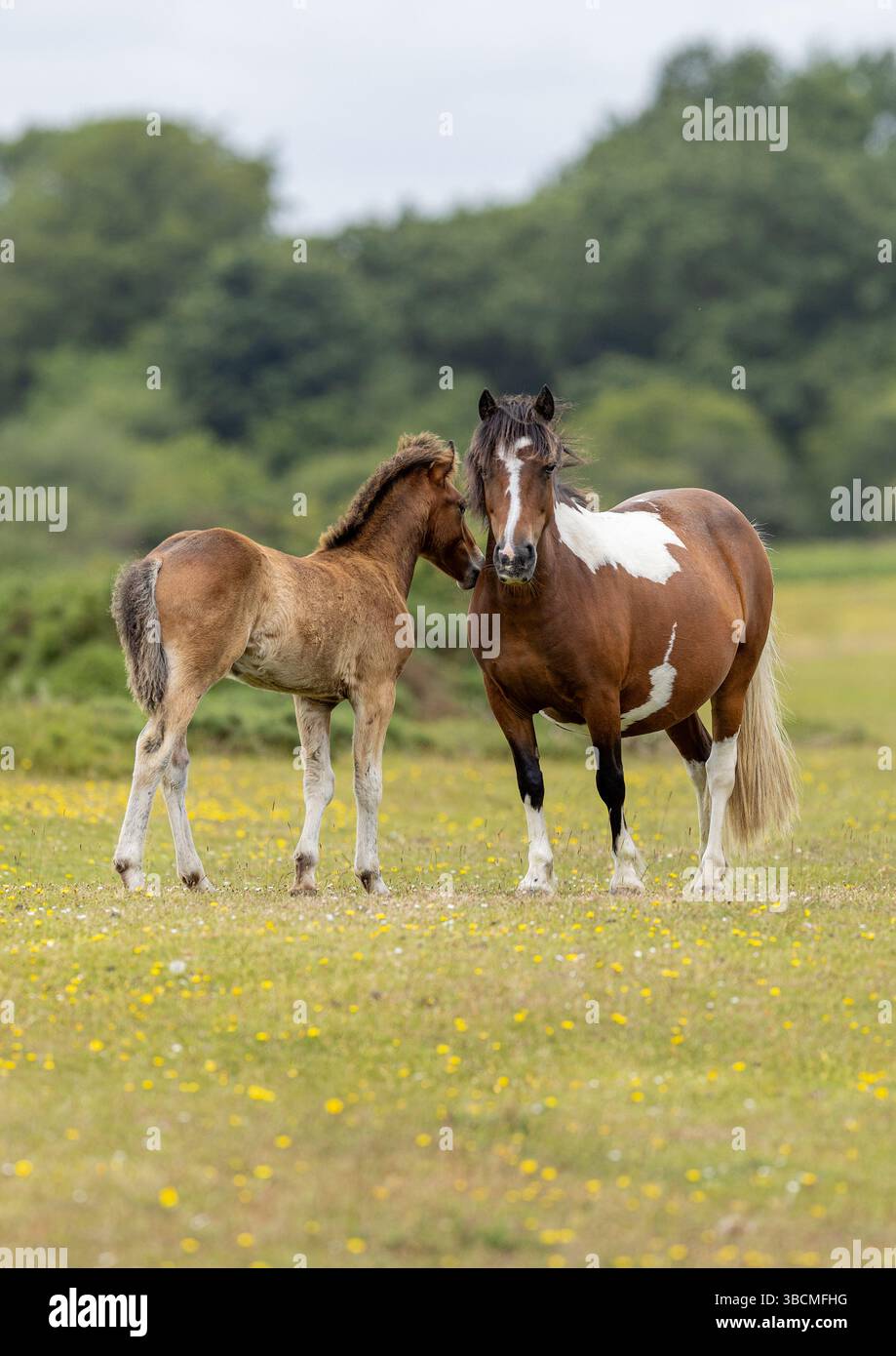 Beautiful sunset landscape dartmoor hi-res stock photography and images ...