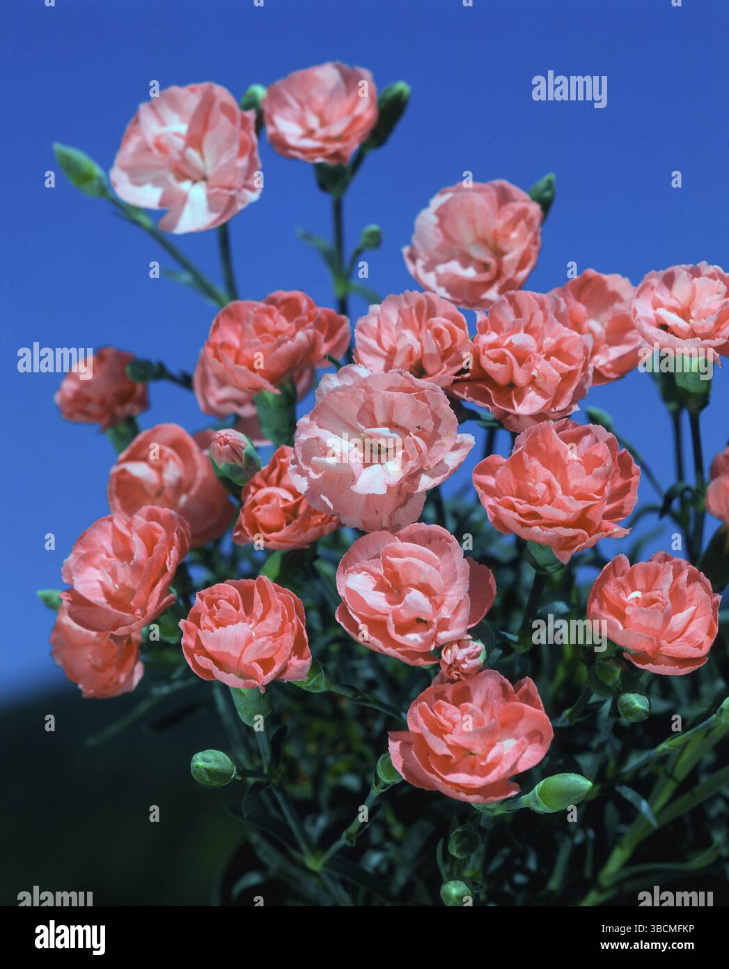 Tenerife carnation hi-res stock photography and images - Alamy