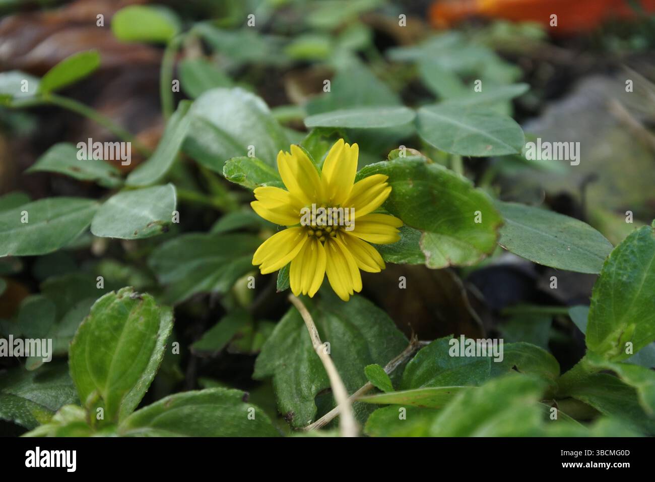 The Wedelia flower plant is its name, this beautiful air pollution ...