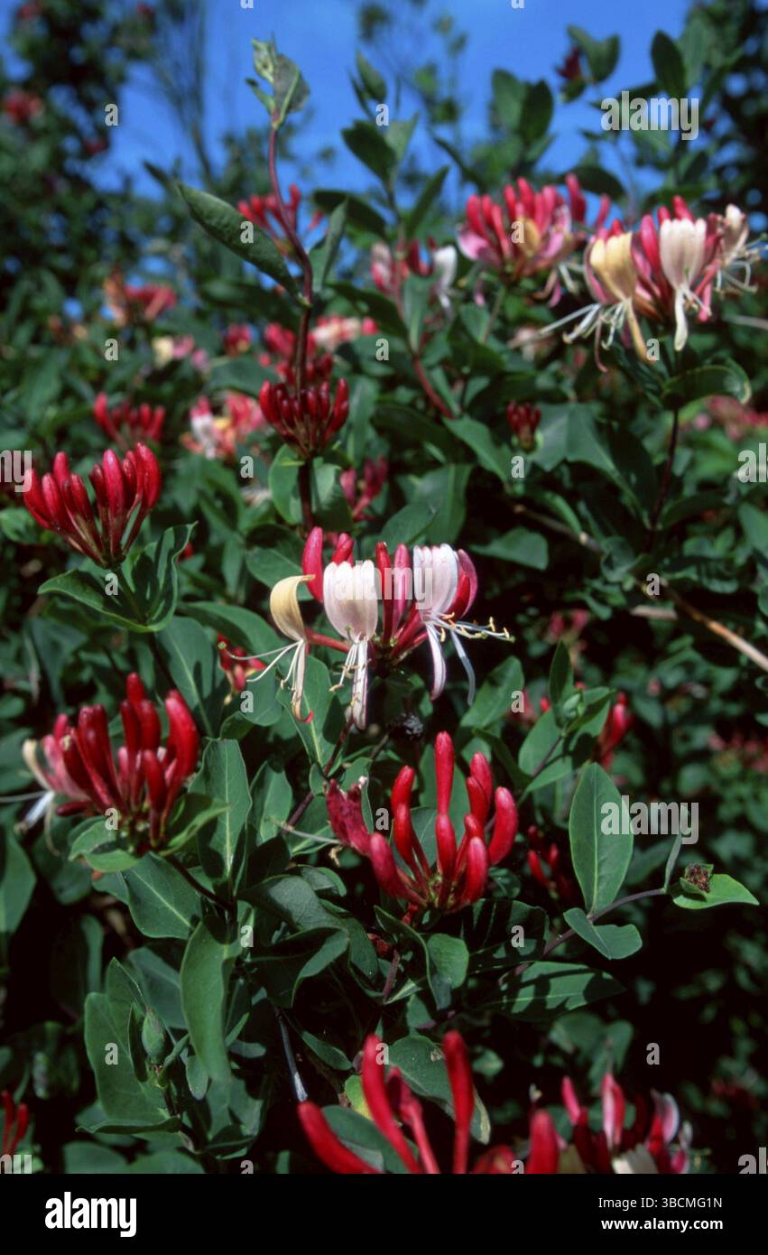 Honeysuckle, wood honeysuckle (Lonicera periclymenum), plants ...