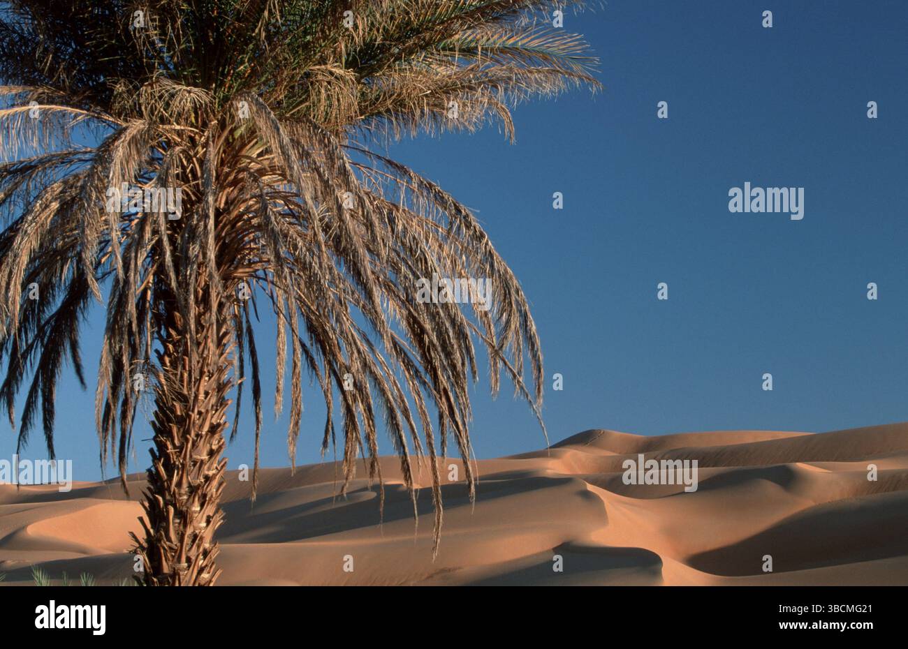 Date (Phoenix dactylifera) palm, Sahara, Erg Ubari, Libya, Africa Stock ...