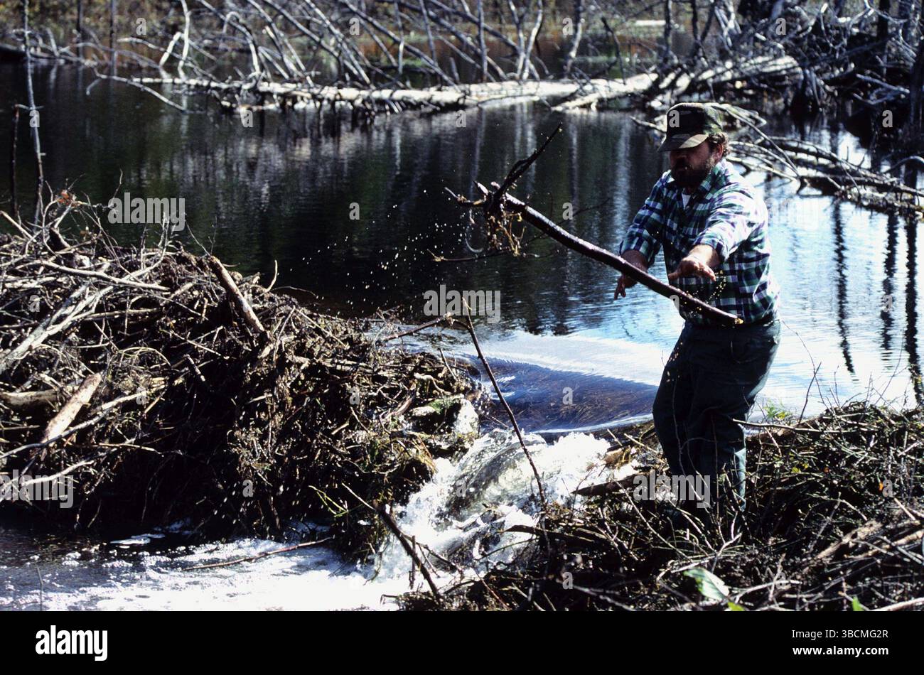 Man lets the water flow through a beaver dam, Quebec, Canada, Man lets ...