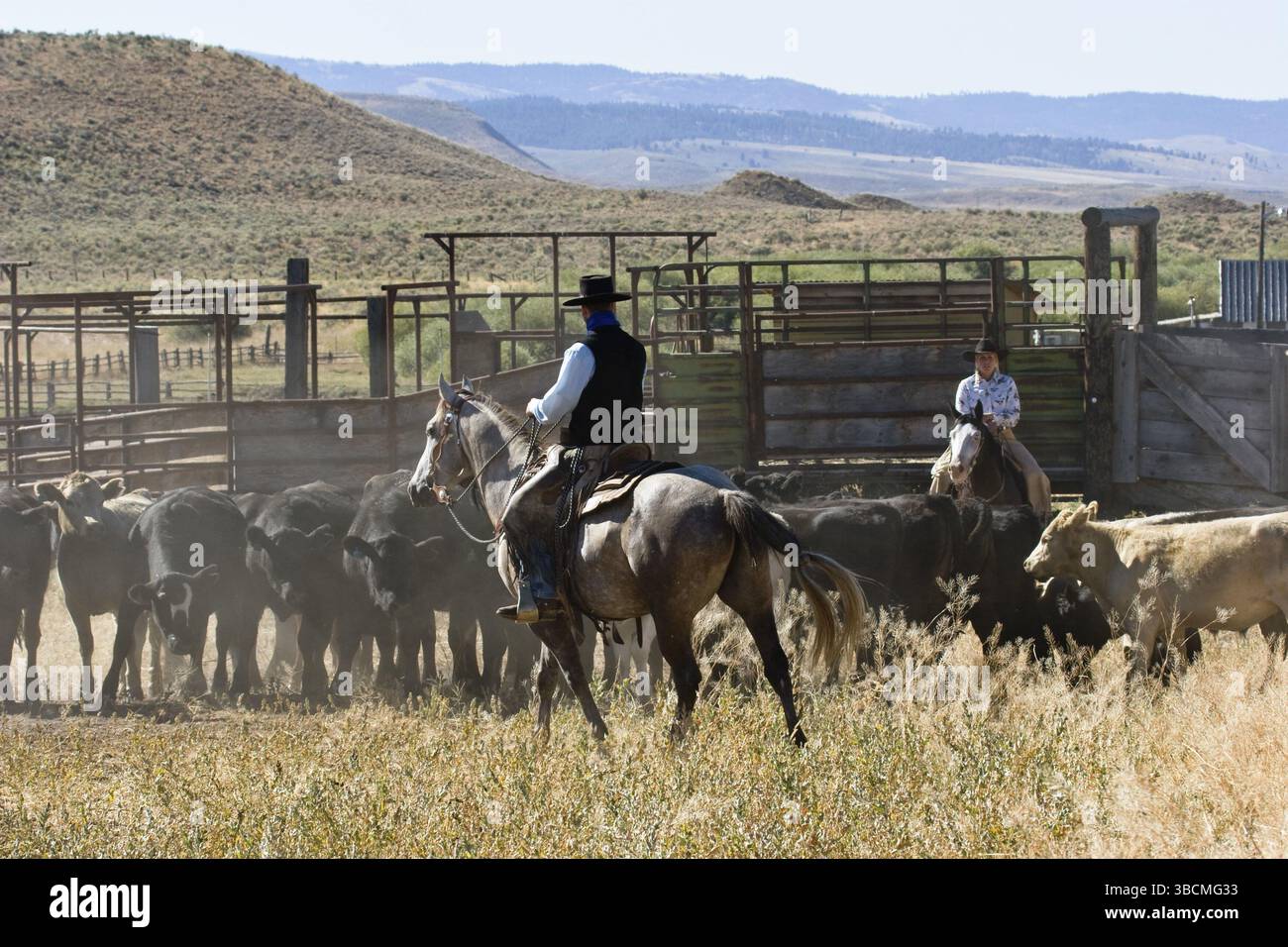 Man and woman in western clothes, with herd of cattle, Ponderosa Ranch ...