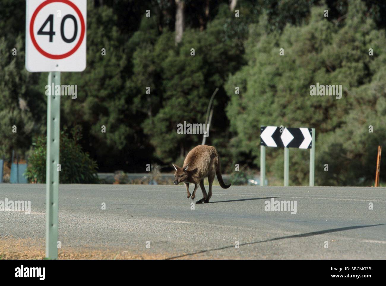 Western Gray Kangaroo (Macropus fuliginosus) crossing road, Kangaroo ...