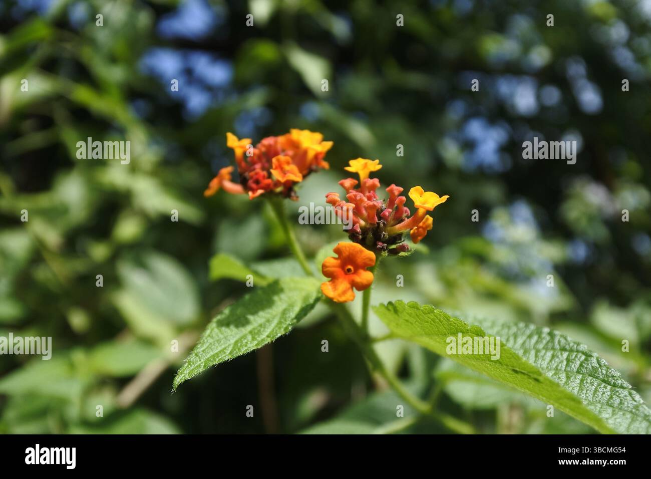 The plant, which is given the unique name "saliara", "tembelekan" and ...