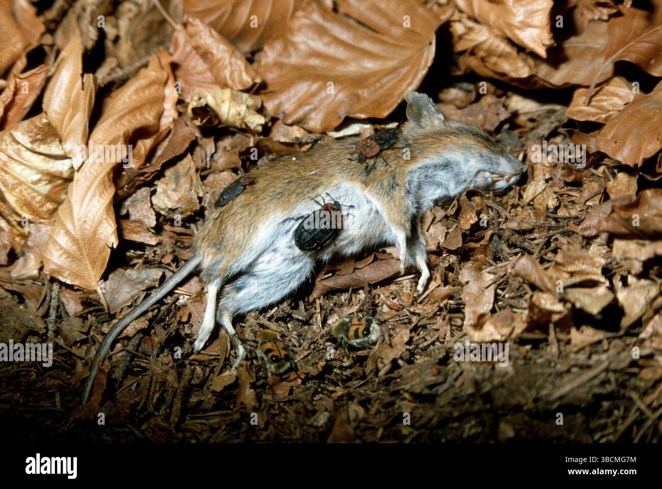 Burying Beetles at dead mouse (Oeceoptoma thoracica), red-necked silphs ...