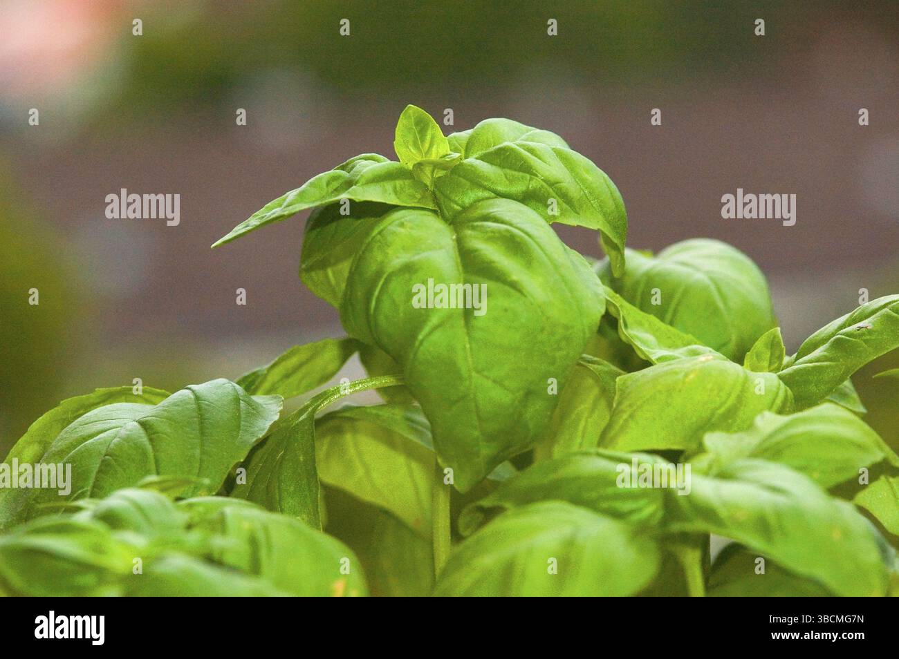 Fresh basil leaves (Ocimum basilicum Stock Photo - Alamy