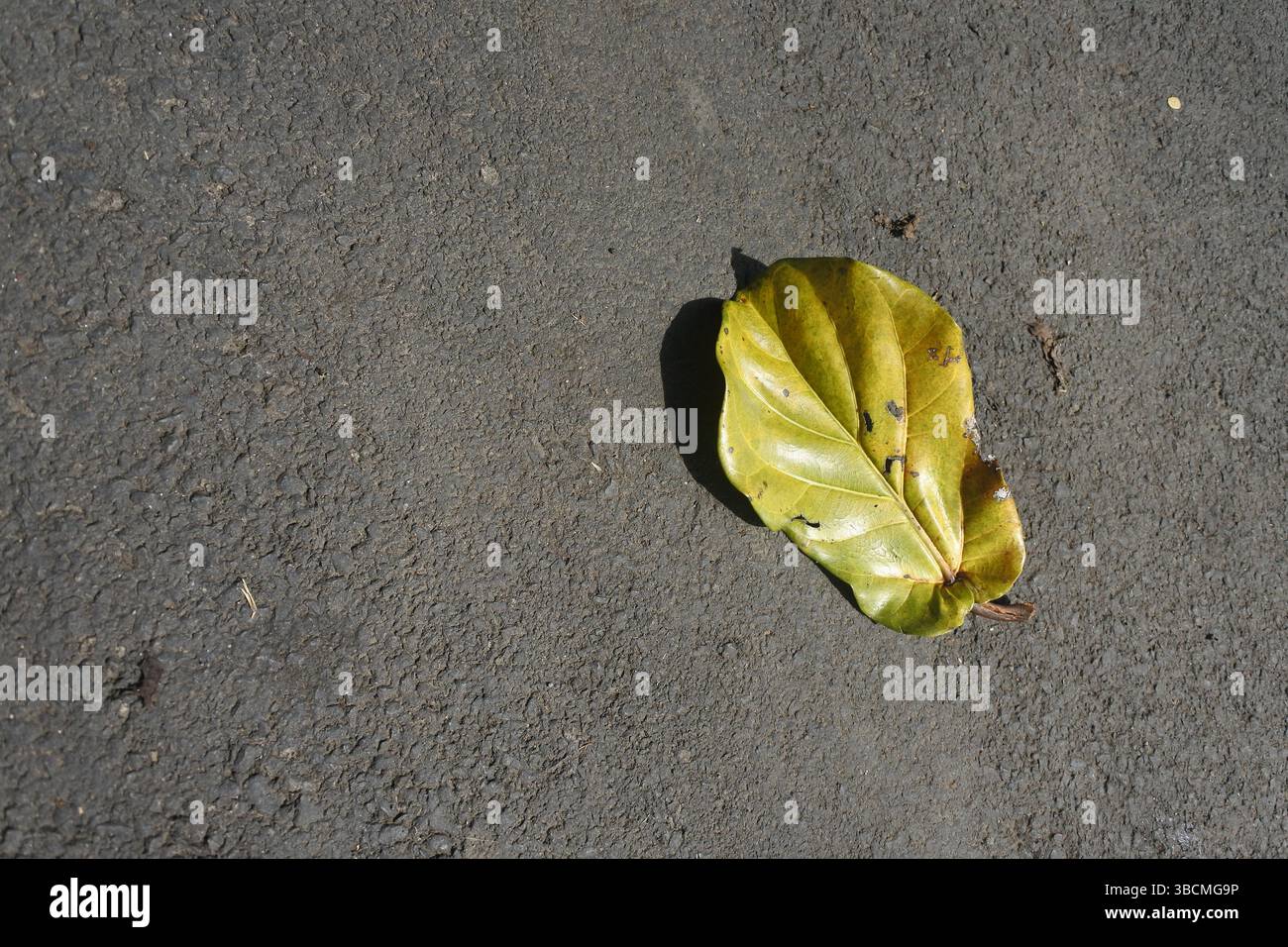 Ketapang leaves on the asphalt road, because they are old and dry ...